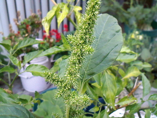 Kalunay - Amaranthus Dubius | HubPages