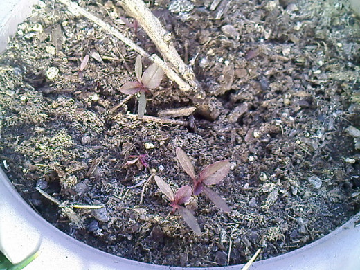 Kalunay - Amaranthus Dubius | HubPages