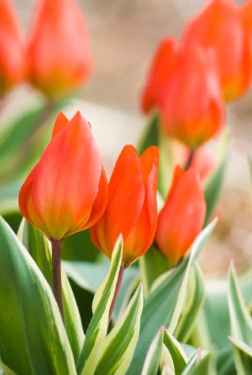 Species Tulips (Botanical Tulips) | Dengarden