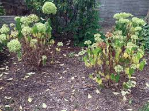How to Grow Hydrangeas | HubPages