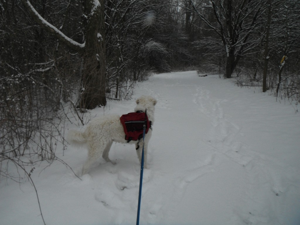 Hiking With a Dog in the Winter Season - How to Reconnect With Nature ...