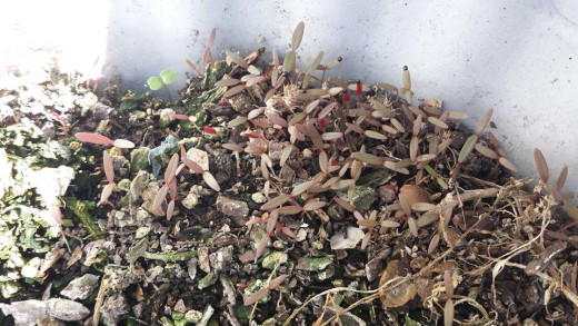 Kalunay - Amaranthus Dubius | HubPages