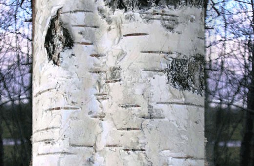 10 Wonderful Trees With White Bark | Dengarden