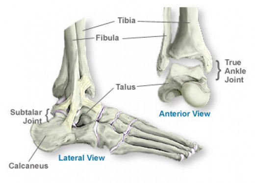 The Facts About Ankle Sprains HubPages the-facts-about-ankle-sprains-hubpages