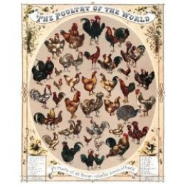 Chicken Breed Identification