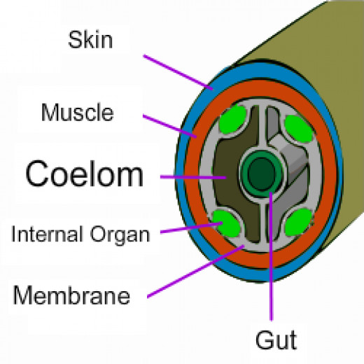 The Animal Kingdom | HubPages